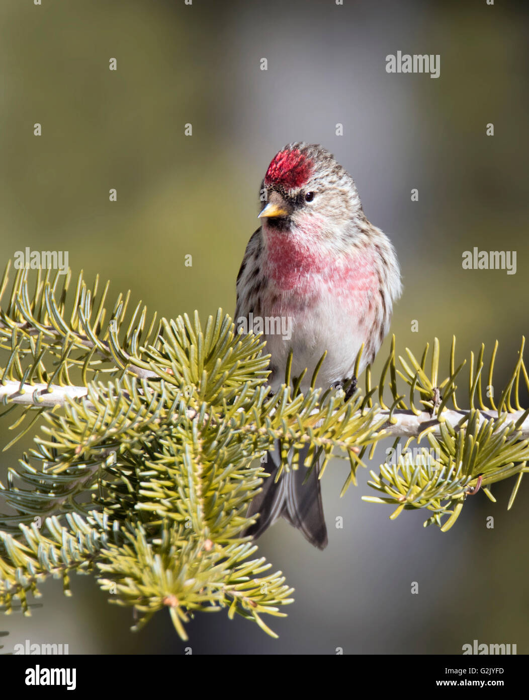 Common redpoll (Acanthis flammea), a species of bird in the finch ...