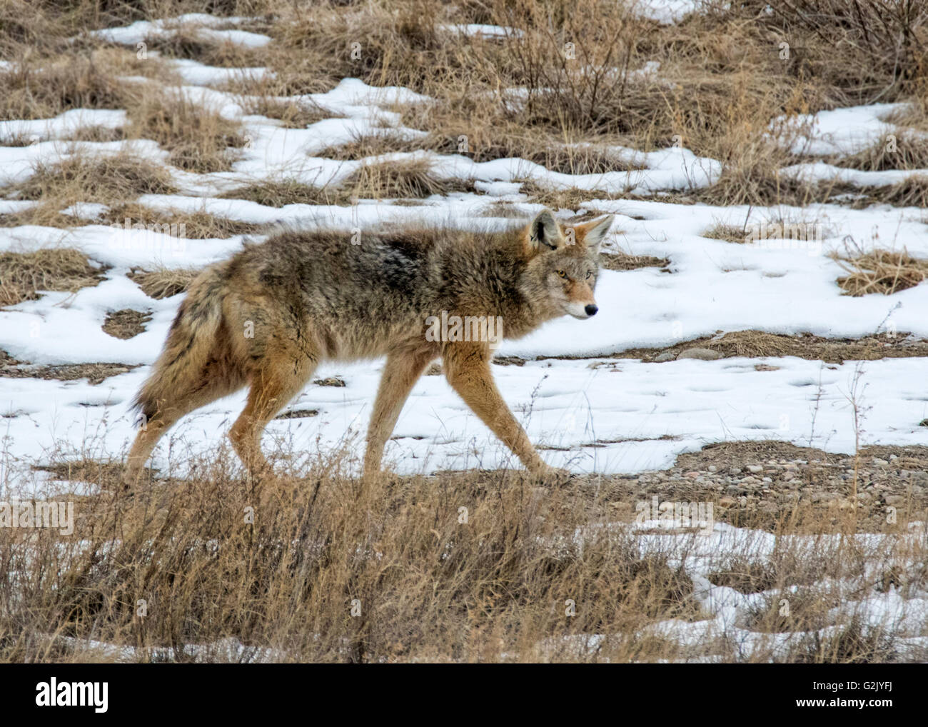 Coyote, Canis latrans, a canid native to North America Stock Photo - Alamy