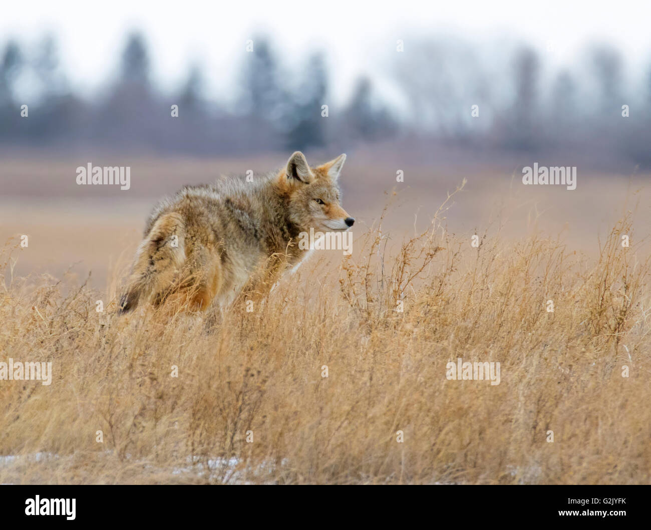 Coyote, Canis latrans, a canid native to North America Stock Photo - Alamy