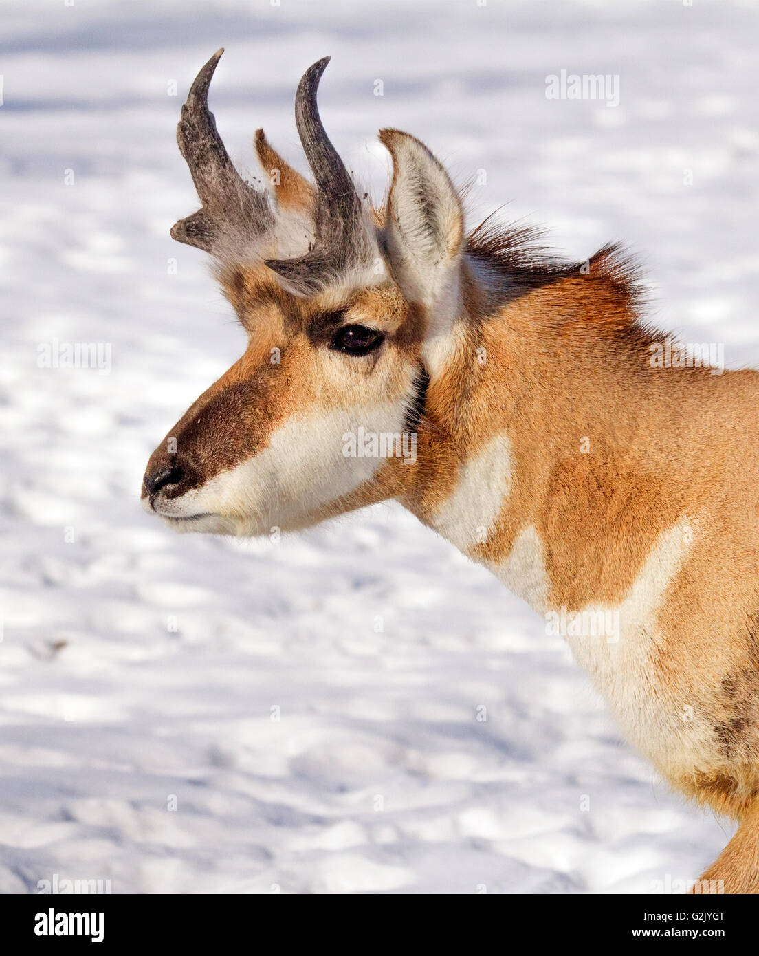 The pronghorn (Antilocapra americana) a species of artiodactyl mammal ...