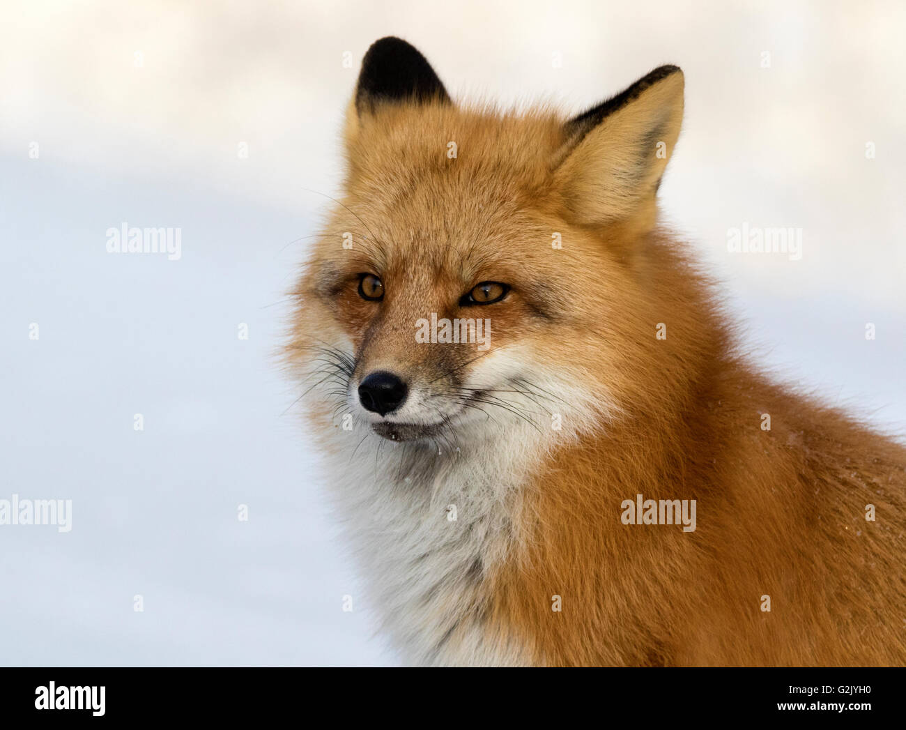 The red fox, (Vulpes vulpes), is the largest of the true foxes and the ...
