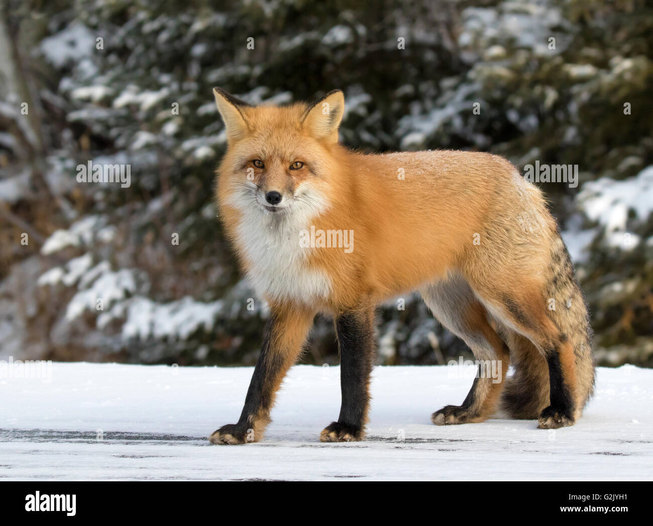 The red fox, (Vulpes vulpes), is the largest of the true foxes and the ...