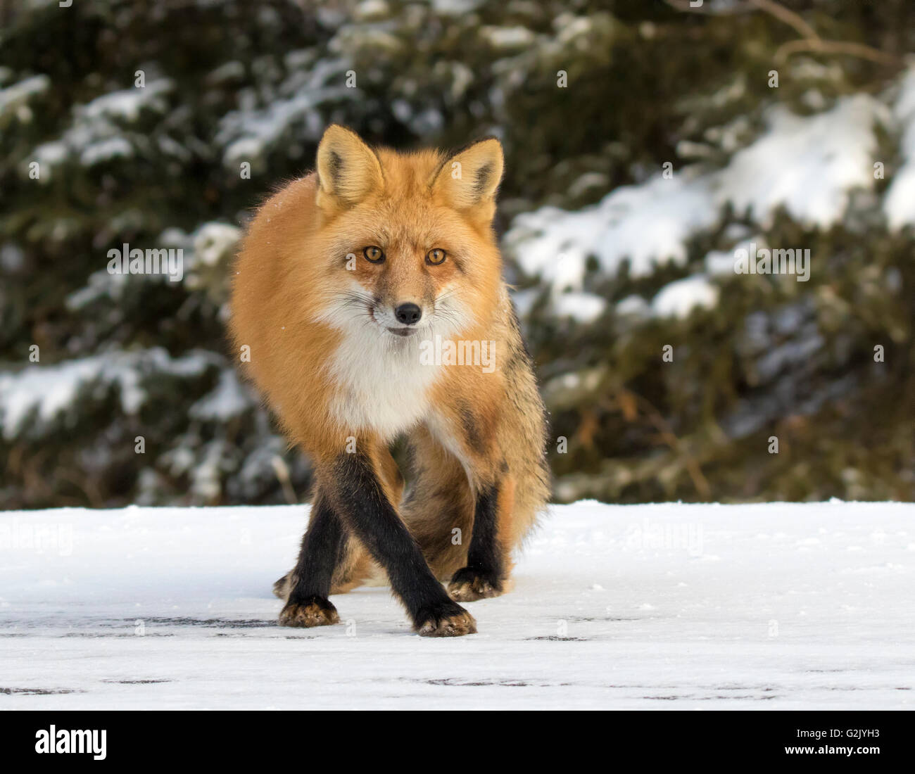 The red fox, (Vulpes vulpes), is the largest of the true foxes and the ...