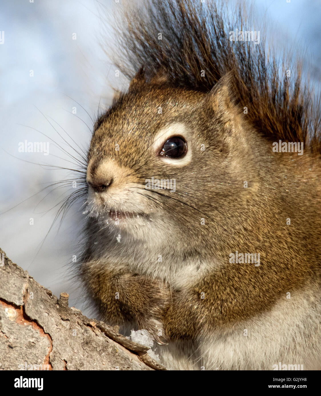 The American red squirrel (Tamiasciurus hudsonicus) one three species ...