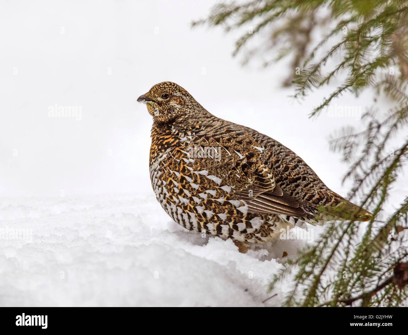 Female spruce grouse Canada grouse (Falcipennis canadensis) a medium ...