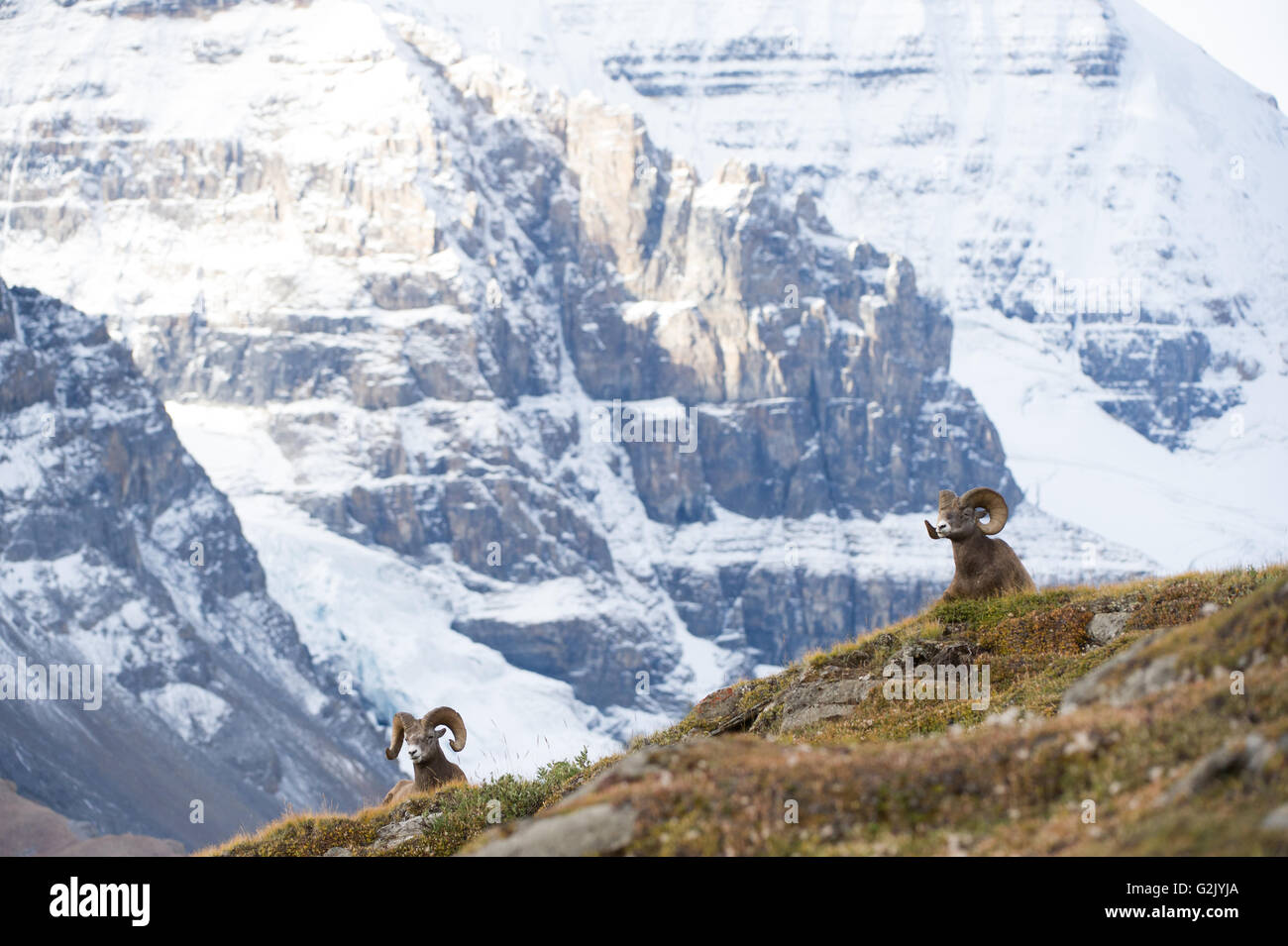 Male, Ram, Bighorn Sheep, Ovis canadensis, Rocky Mountains, Alberta ...