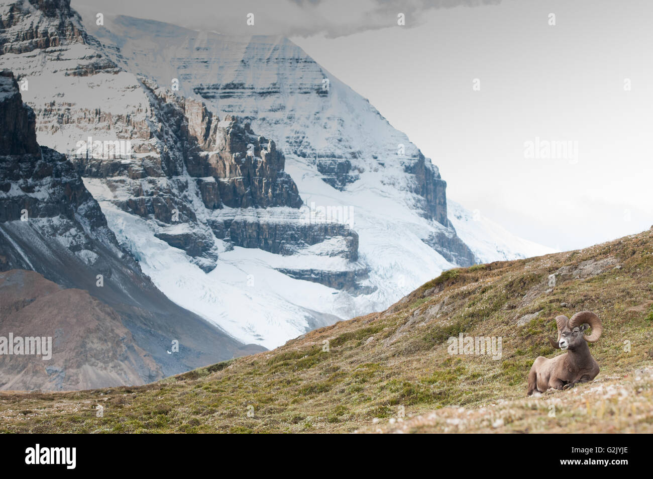 Male, Ram, Bighorn Sheep, Ovis canadensis, Rocky Mountains, Alberta ...