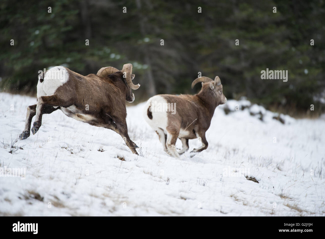 Male, Ram, Bighorn Sheep, Ovis canadensis, Rocky Mountains, Alberta ...
