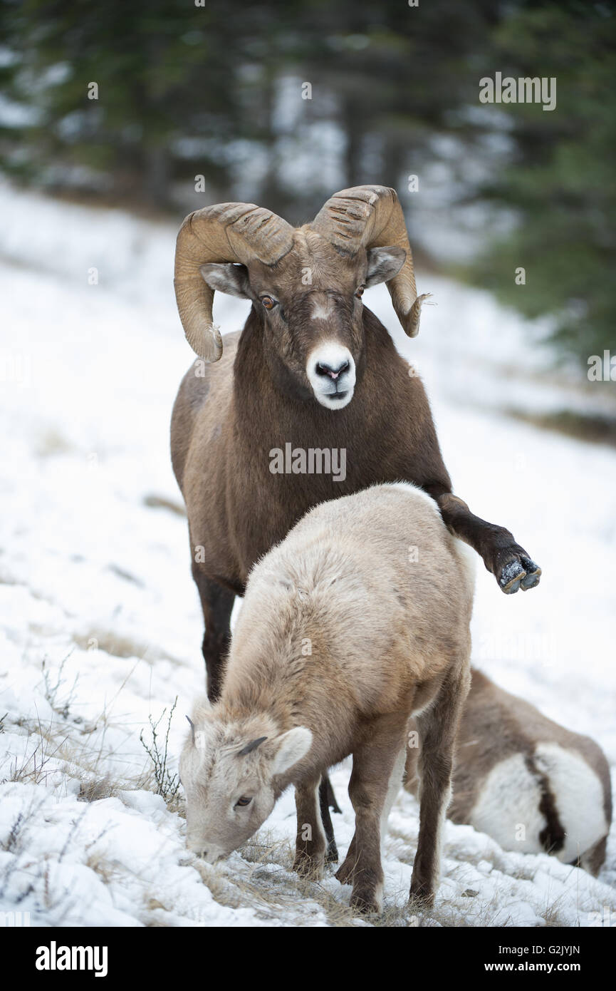 Male, Ram, Bighorn Sheep, Ovis canadensis, Rocky Mountains, Alberta ...