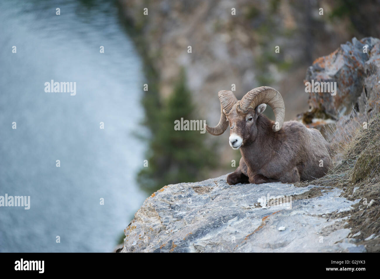 Male, Ram, Bighorn Sheep, Ovis canadensis, Rocky Mountains, Alberta ...