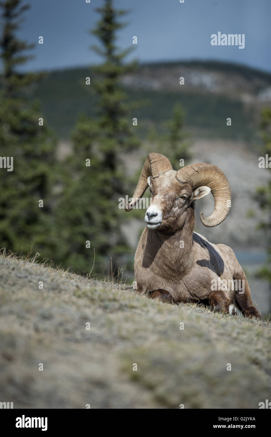 Male, Ram, Bighorn Sheep, Ovis canadensis, Rocky Mountains, Alberta ...
