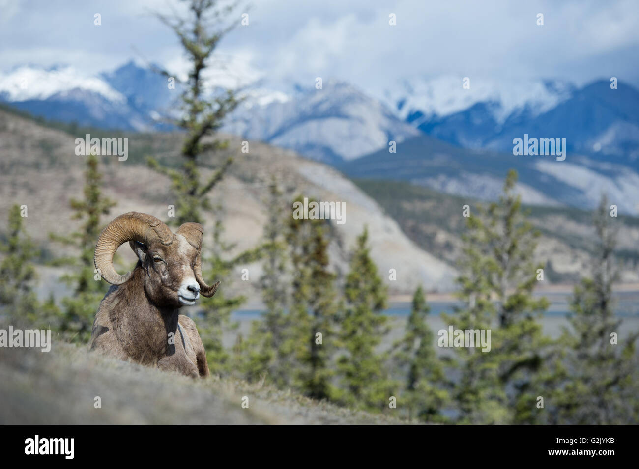 Male, Ram, Bighorn Sheep, Ovis canadensis, Rocky Mountains, Alberta ...