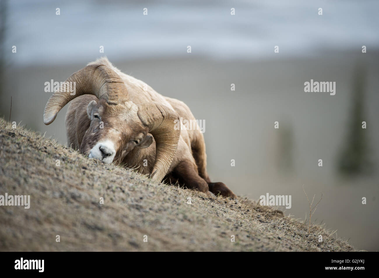 Male, Ram, Bighorn Sheep, Ovis canadensis, Rocky Mountains, Alberta ...