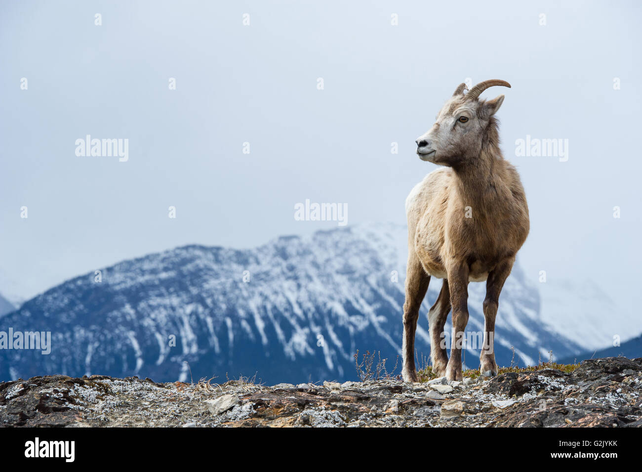 Female, Ewe, Bighorn Sheep, Ovis canadensis, Rocky Mountains, Alberta ...
