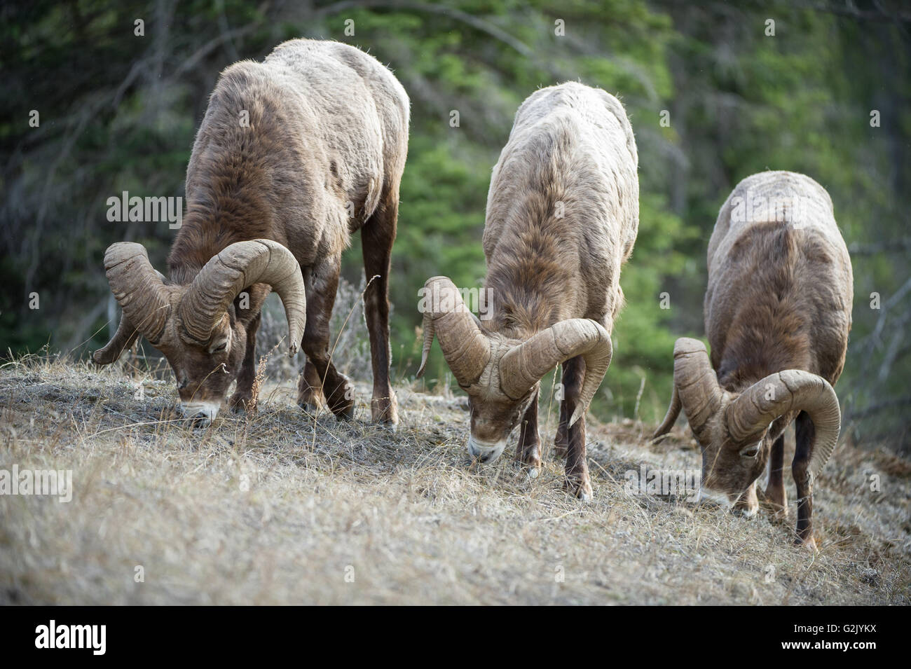 Male, Ram, Bighorn Sheep, Ovis canadensis, Rocky Mountains, Alberta ...