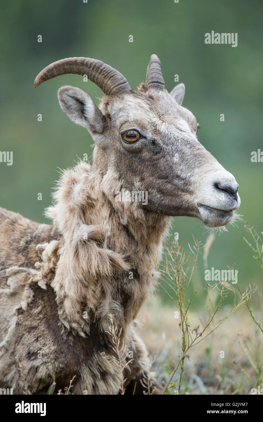 Ewe, Female, Bighorn Sheep, Ovis canadensis, Rocky Mountains, Alberta ...