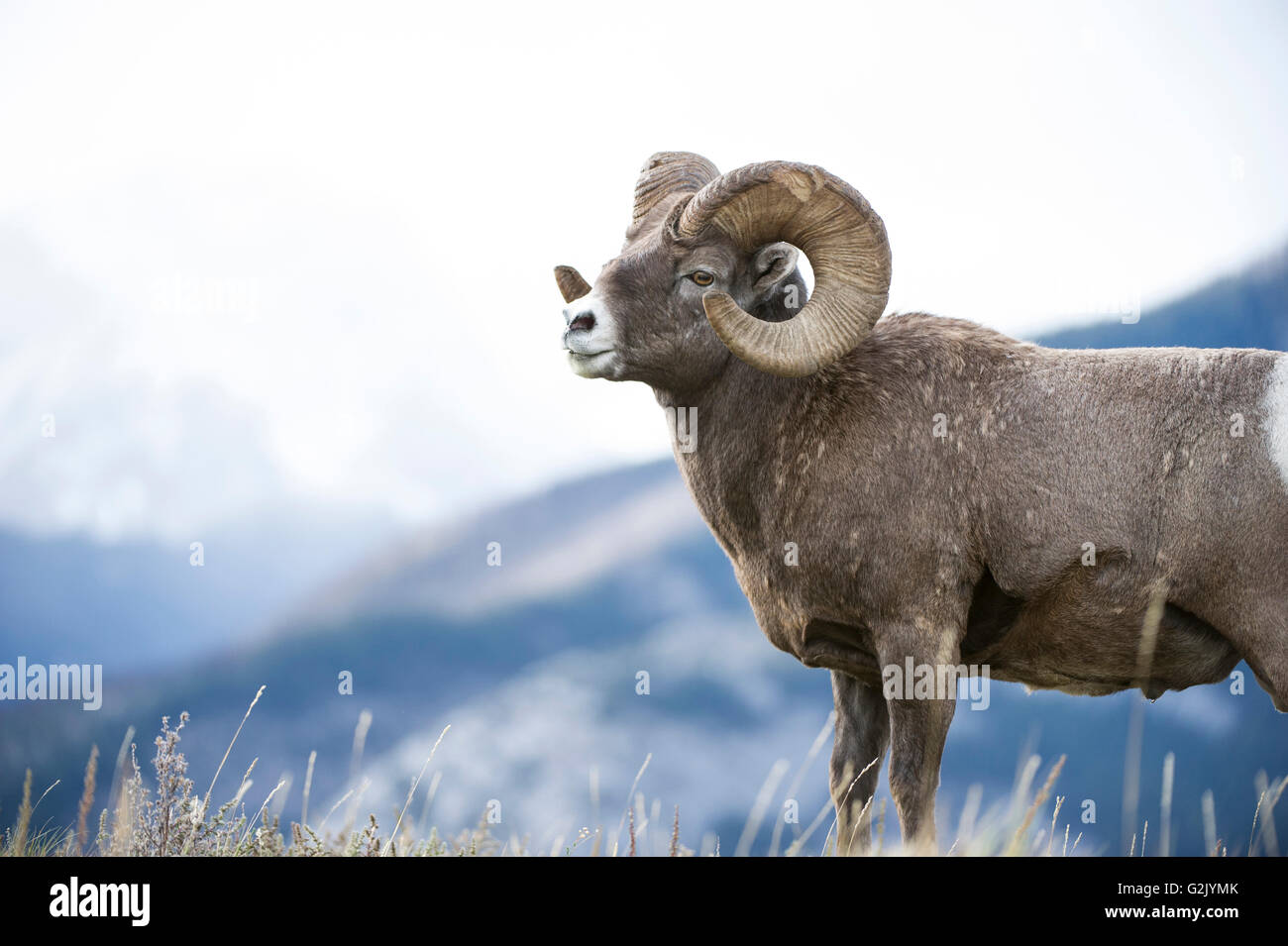 Male, Ram, Bighorn Sheep, Ovis canadensis, Rocky Mountains, Alberta ...