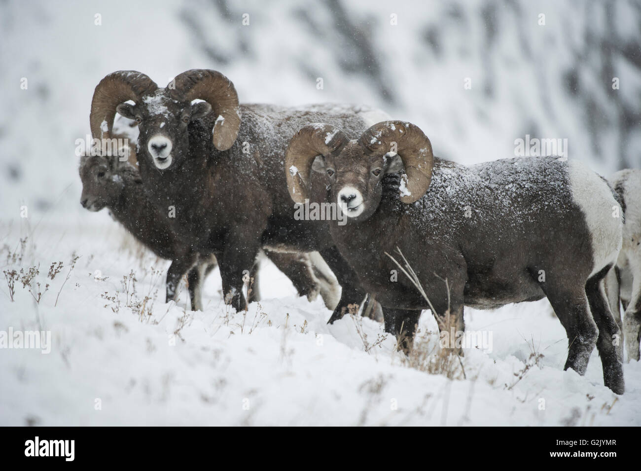 Male, Ram, Bighorn Sheep, Ovis canadensis, Rocky Mountains, Alberta ...