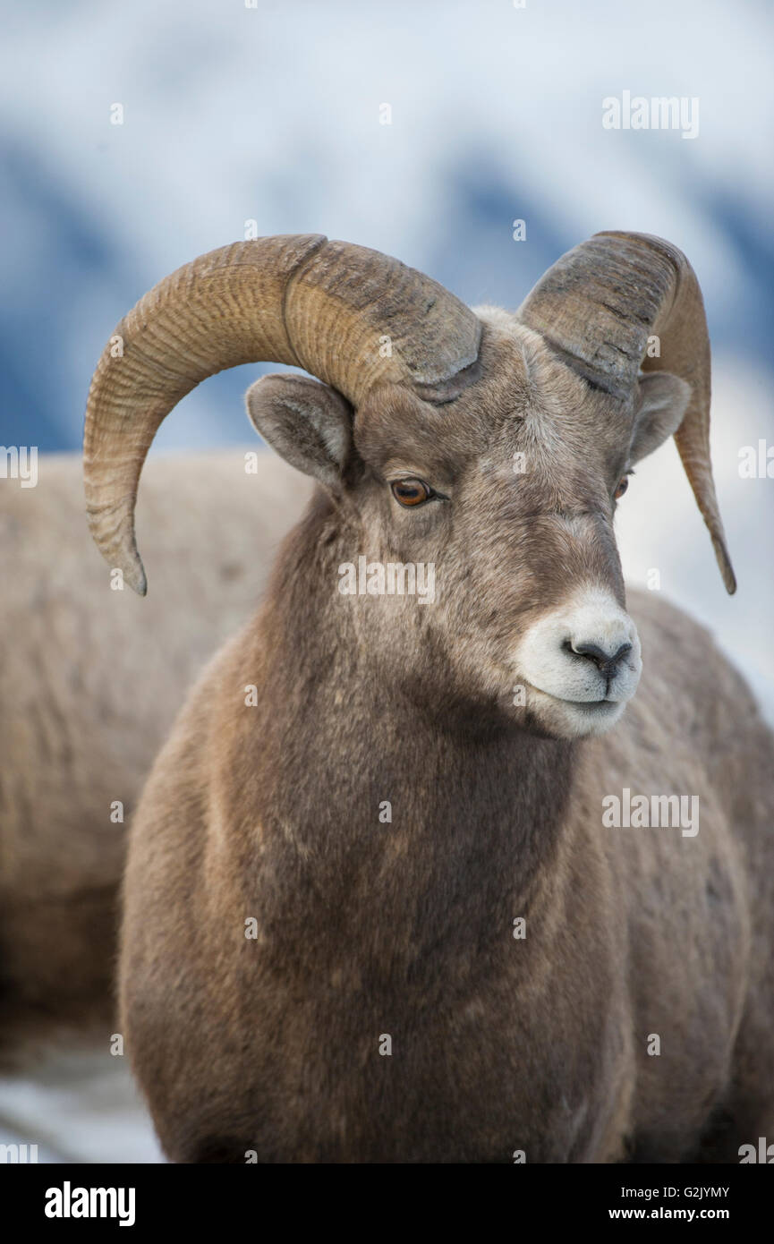 Male, ram, Bighorn Sheep, Ovis canadensis, Rocky Mountains, Alberta ...
