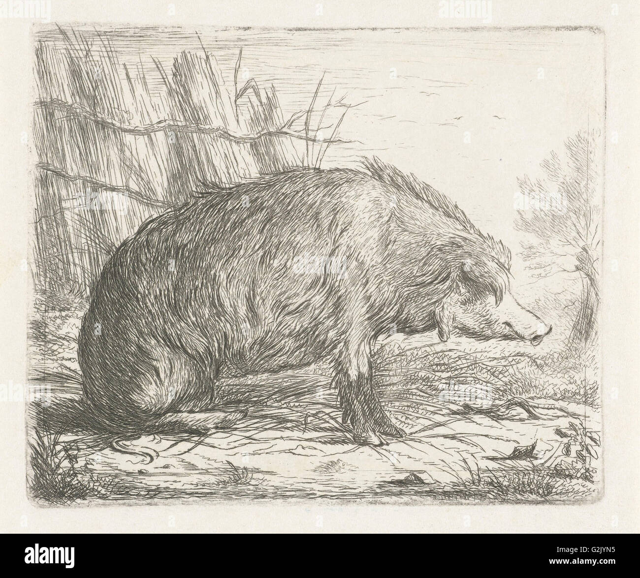 Sitting wild boar, print maker: Jacobus Cornelis Gaal, Pieter Gaal ...