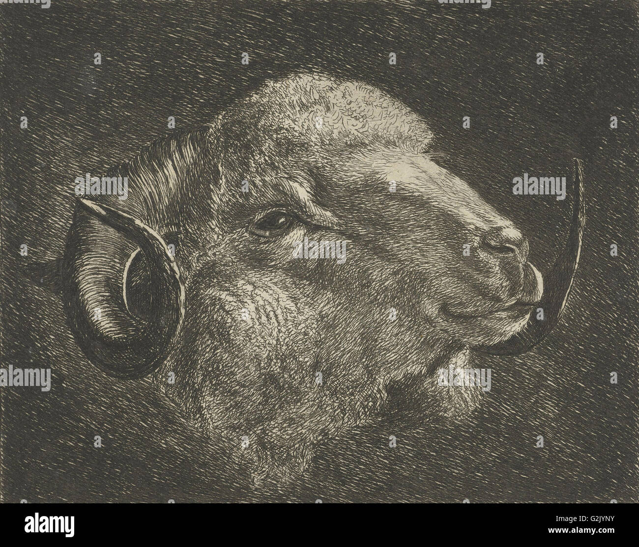 Ram horns hi-res stock photography and images - Alamy