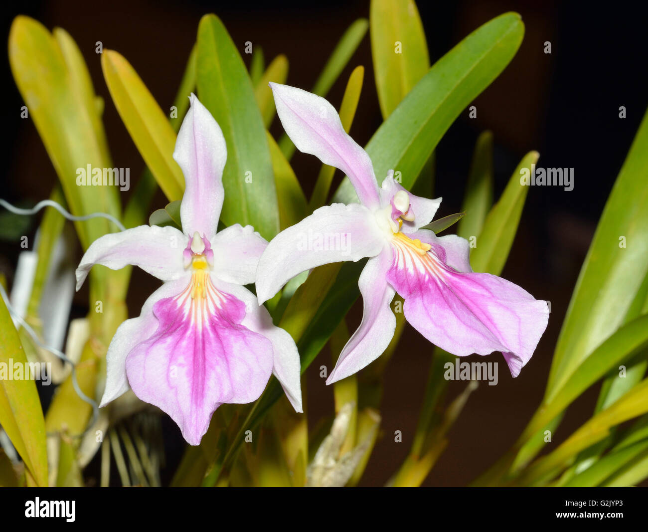 Outstanding miltonia miltonia spectabilis hi-res stock photography and ...