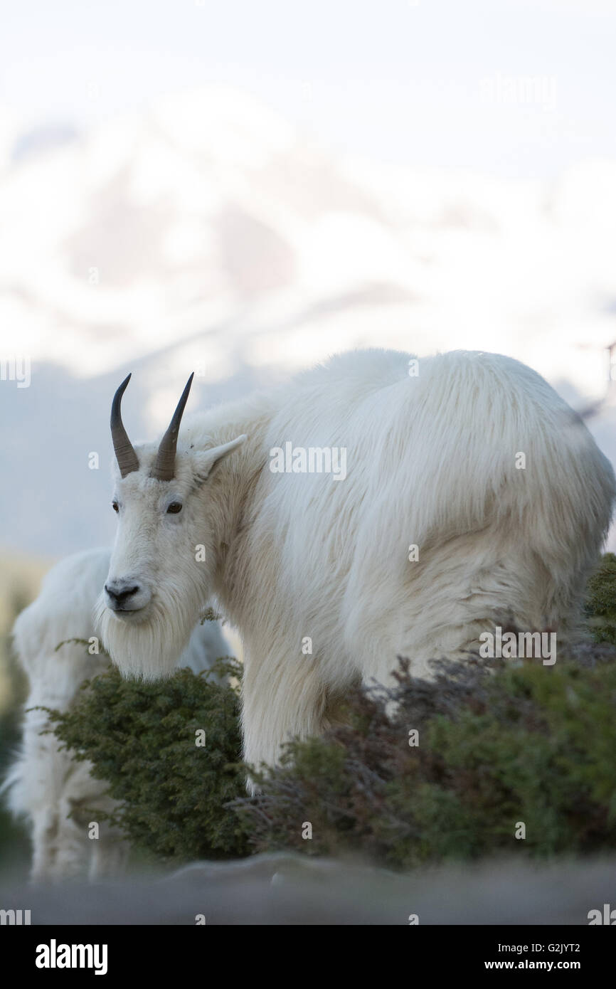 Oreamnos americanus, Mountain Goat, Rocky Mountains, Alberta Stock ...