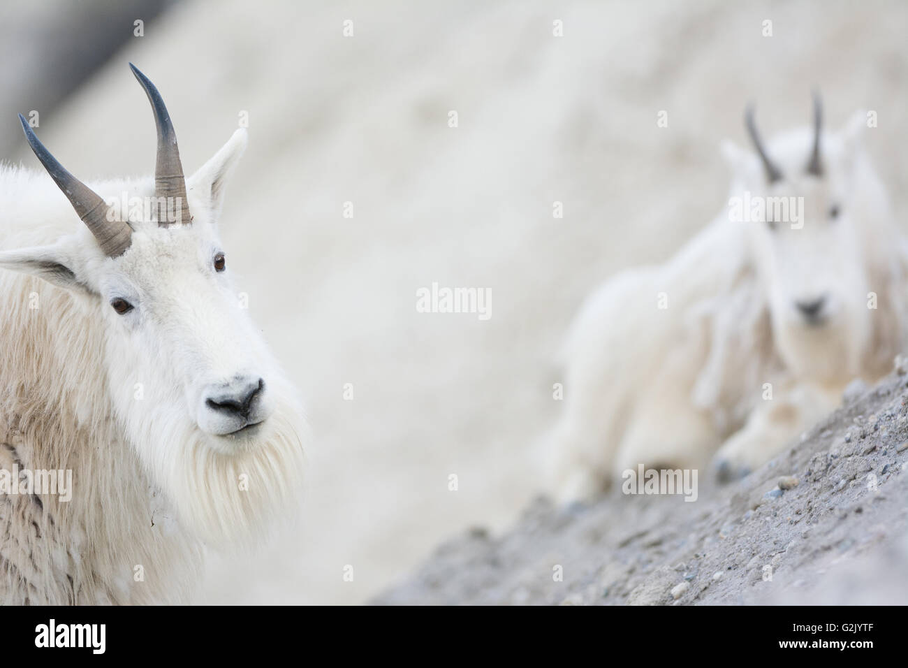 Two mountain goat oreamnos hi-res stock photography and images - Alamy