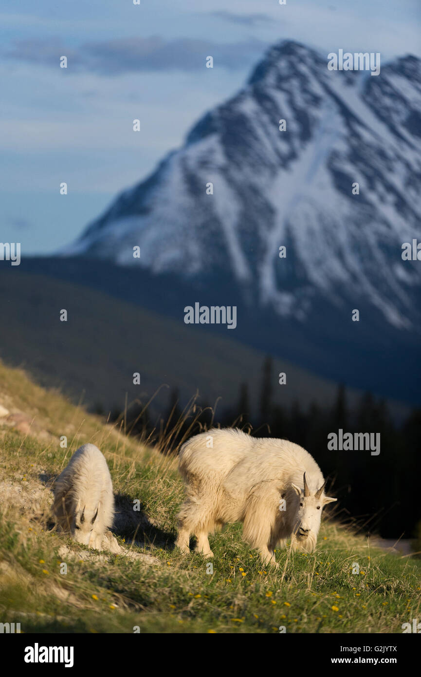 Oreamnos americanus, Mountain Goat, Rocky Mountains, Alberta Stock ...