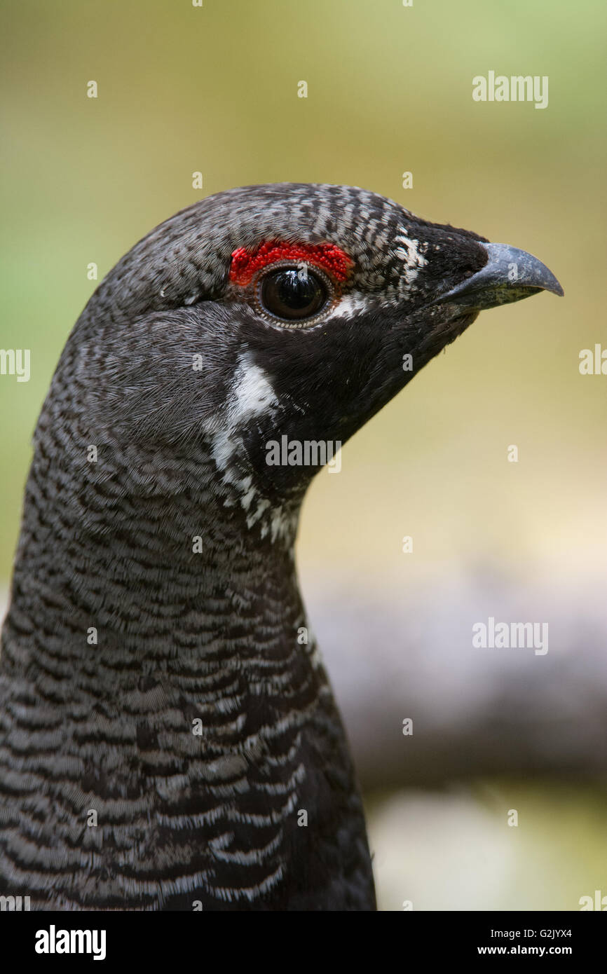 Falcipennis canadensis hi-res stock photography and images - Alamy