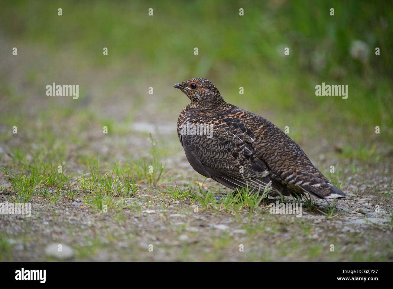 Falcipennis canadensis hi-res stock photography and images - Alamy