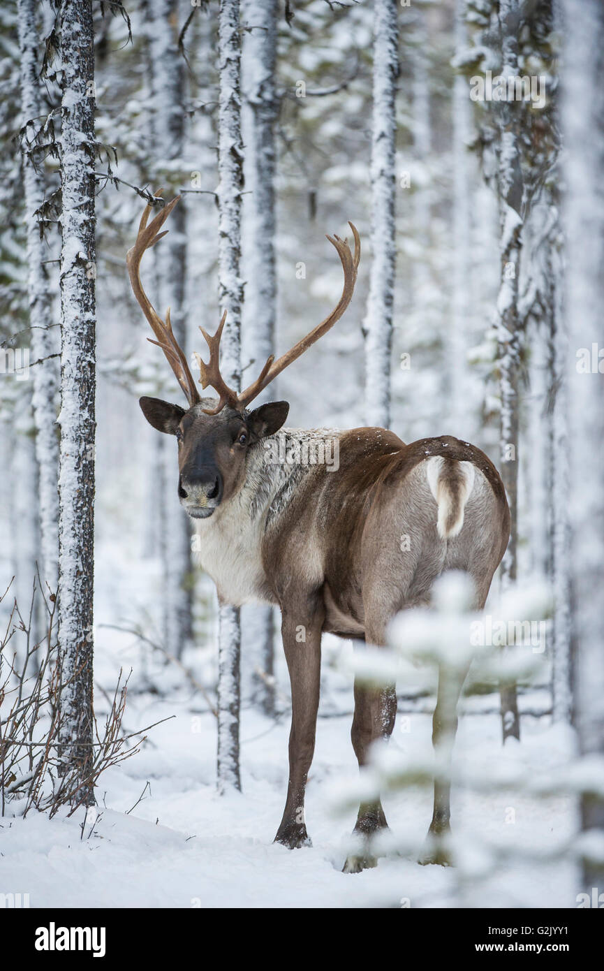 Rangifer tarandus caribou, Woodland Caribou, Boreal, British Columbia ...