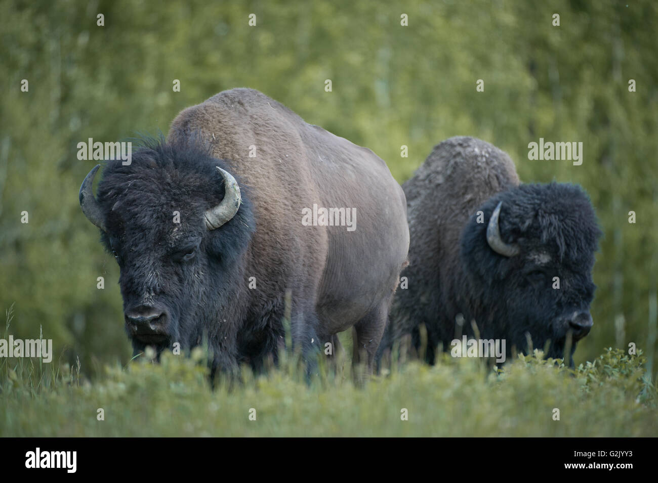 Bison bison, american bison, Alberta, Canada Stock Photo - Alamy