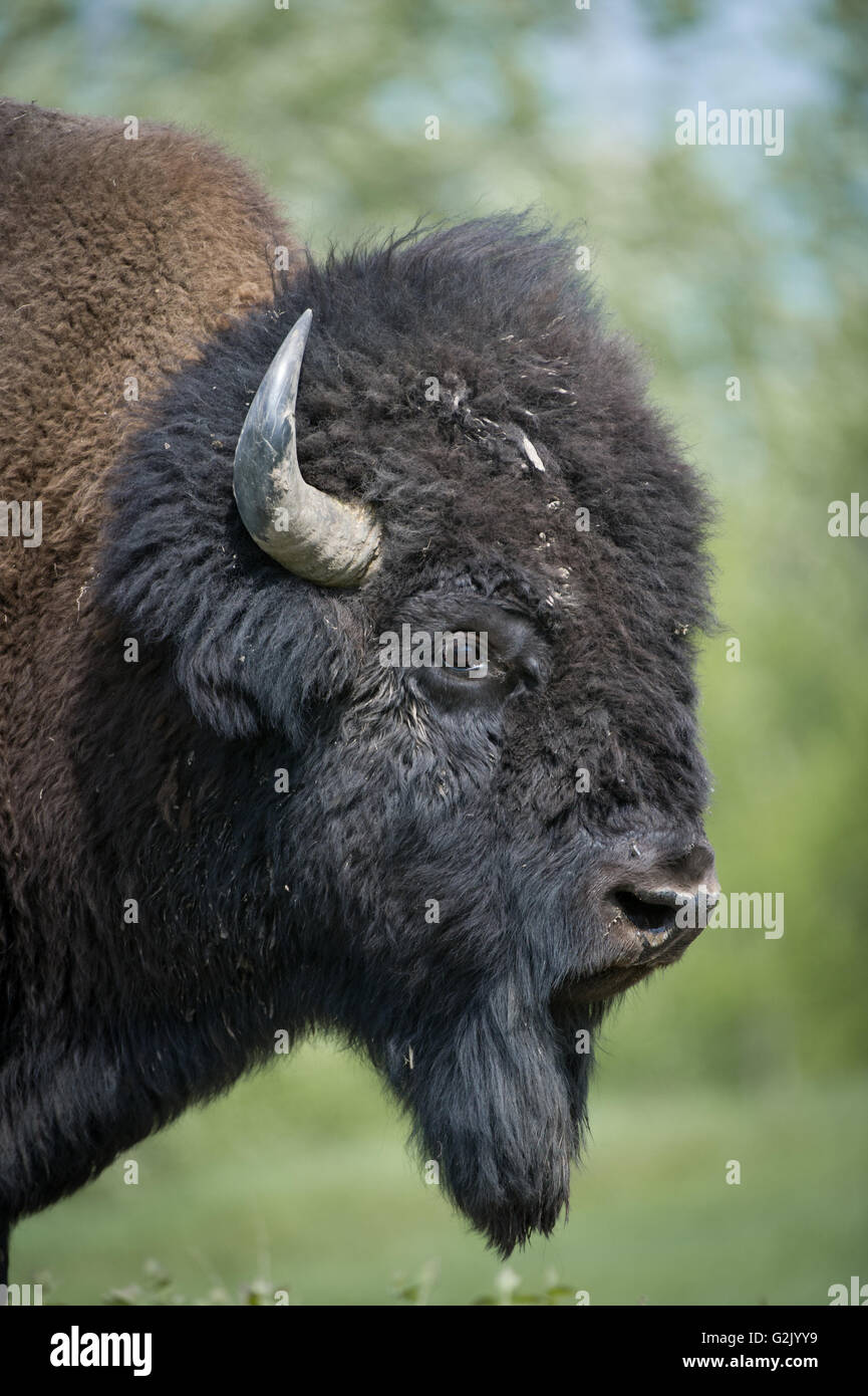 Bison bison, american bison, Alberta, Canada Stock Photo - Alamy