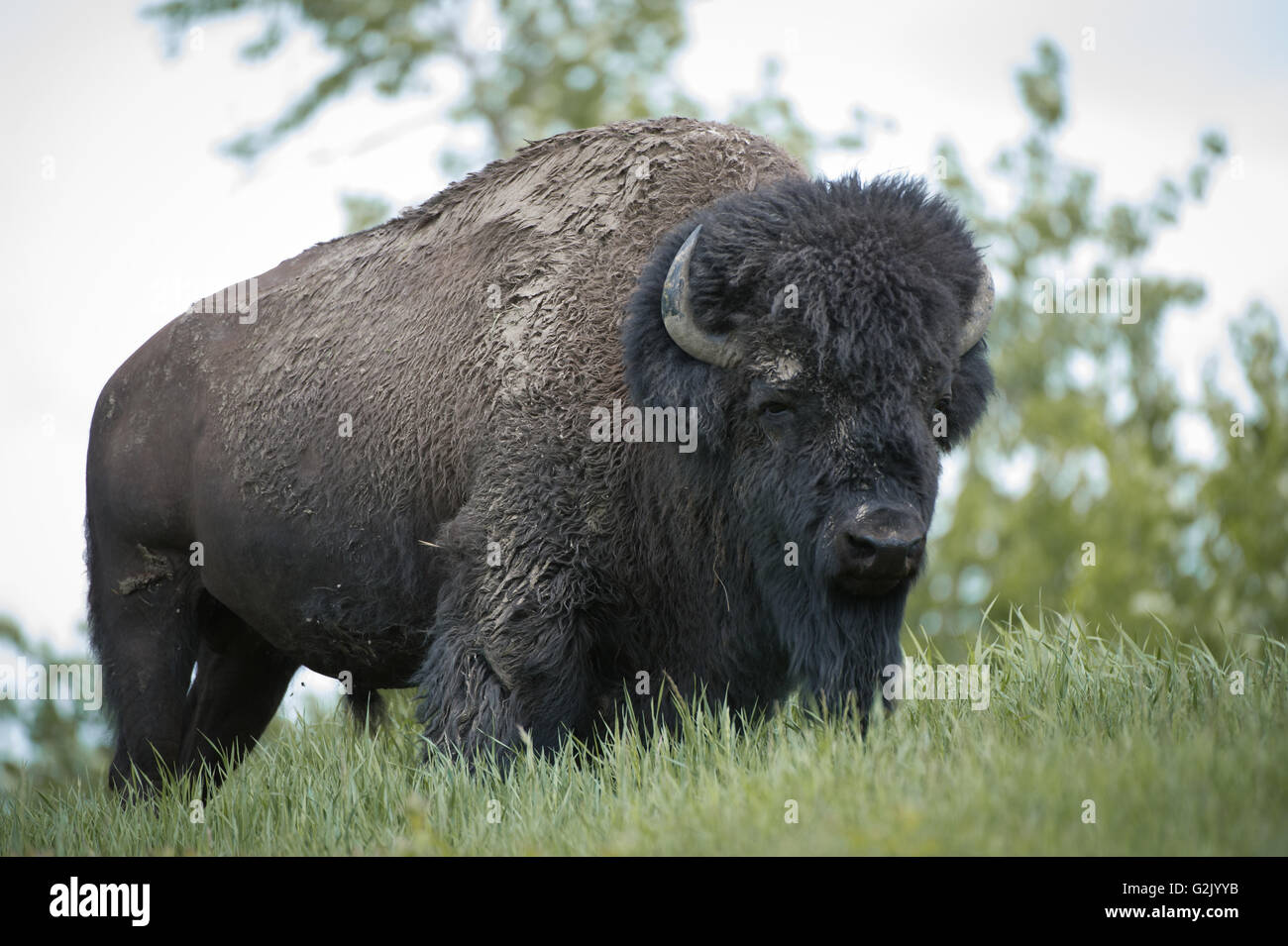 Bison bison, american bison, Alberta, Canada Stock Photo - Alamy