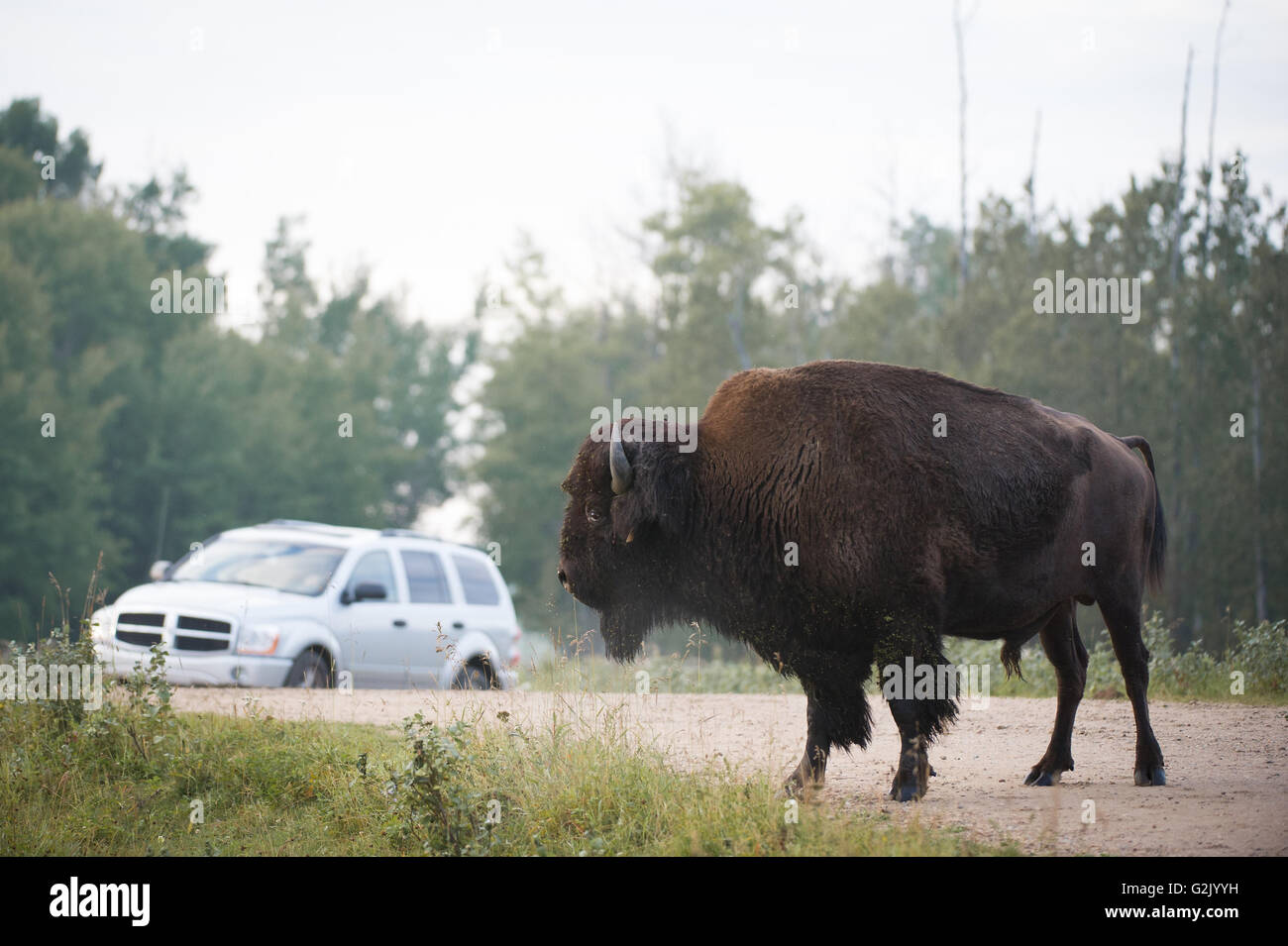Bison bison, american bison, Alberta, Canada, road, vehicle Stock Photo ...