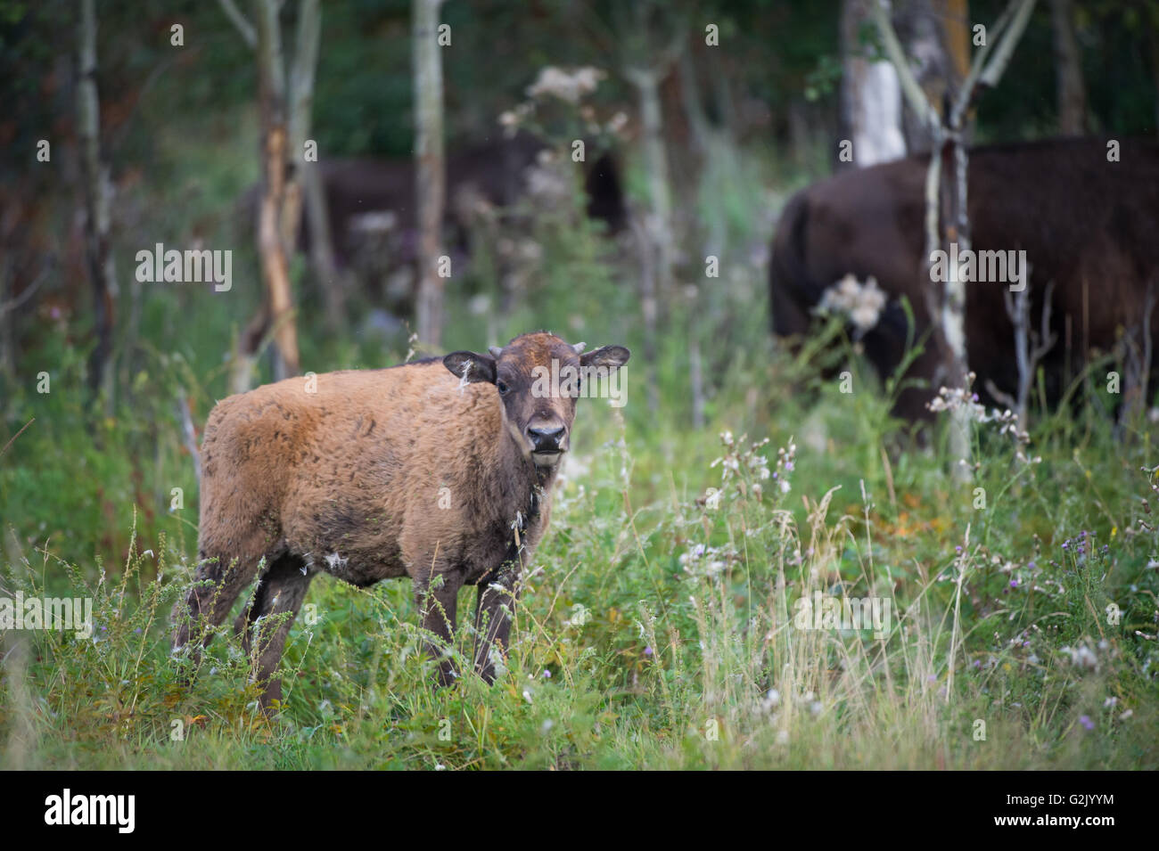 Bison bison, american bison, Alberta, Canada Stock Photo - Alamy