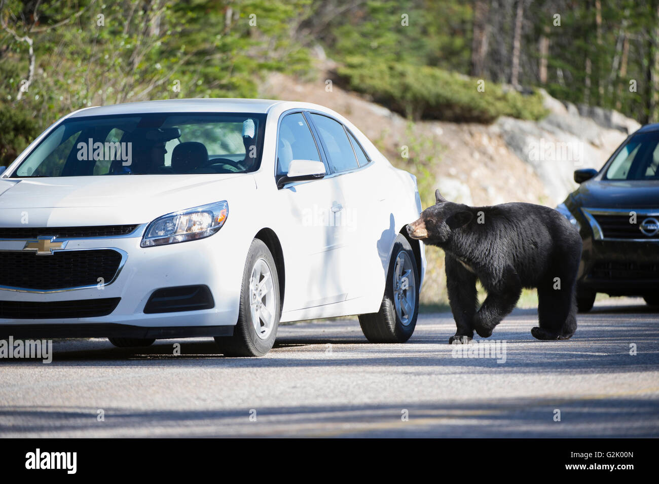 Ursus americanus, black bear, rocky mountains, Alberta, Canada, road ...