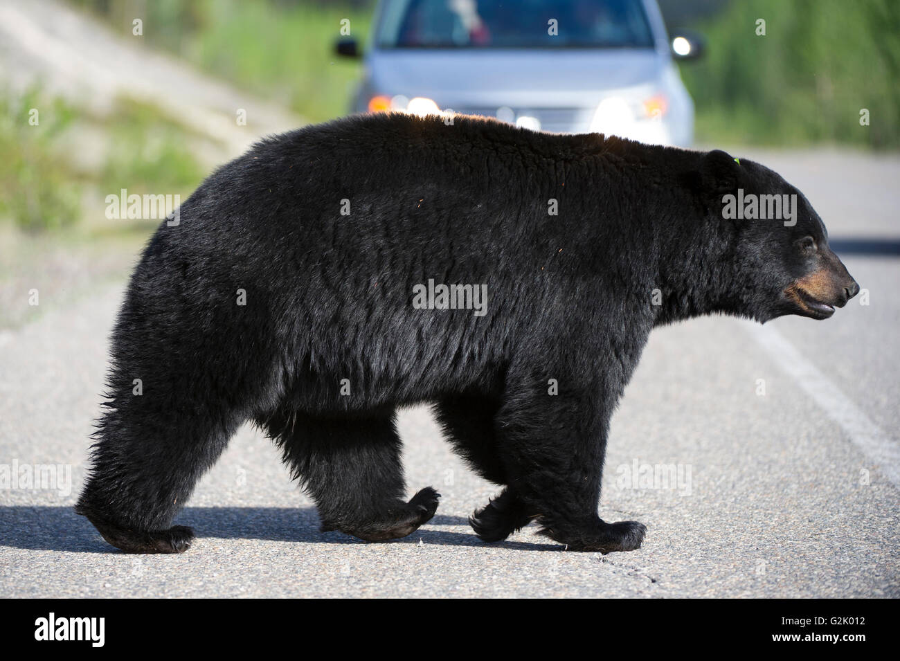 Ursus americanus, black bear, rocky mountains, Alberta, Canada, road ...