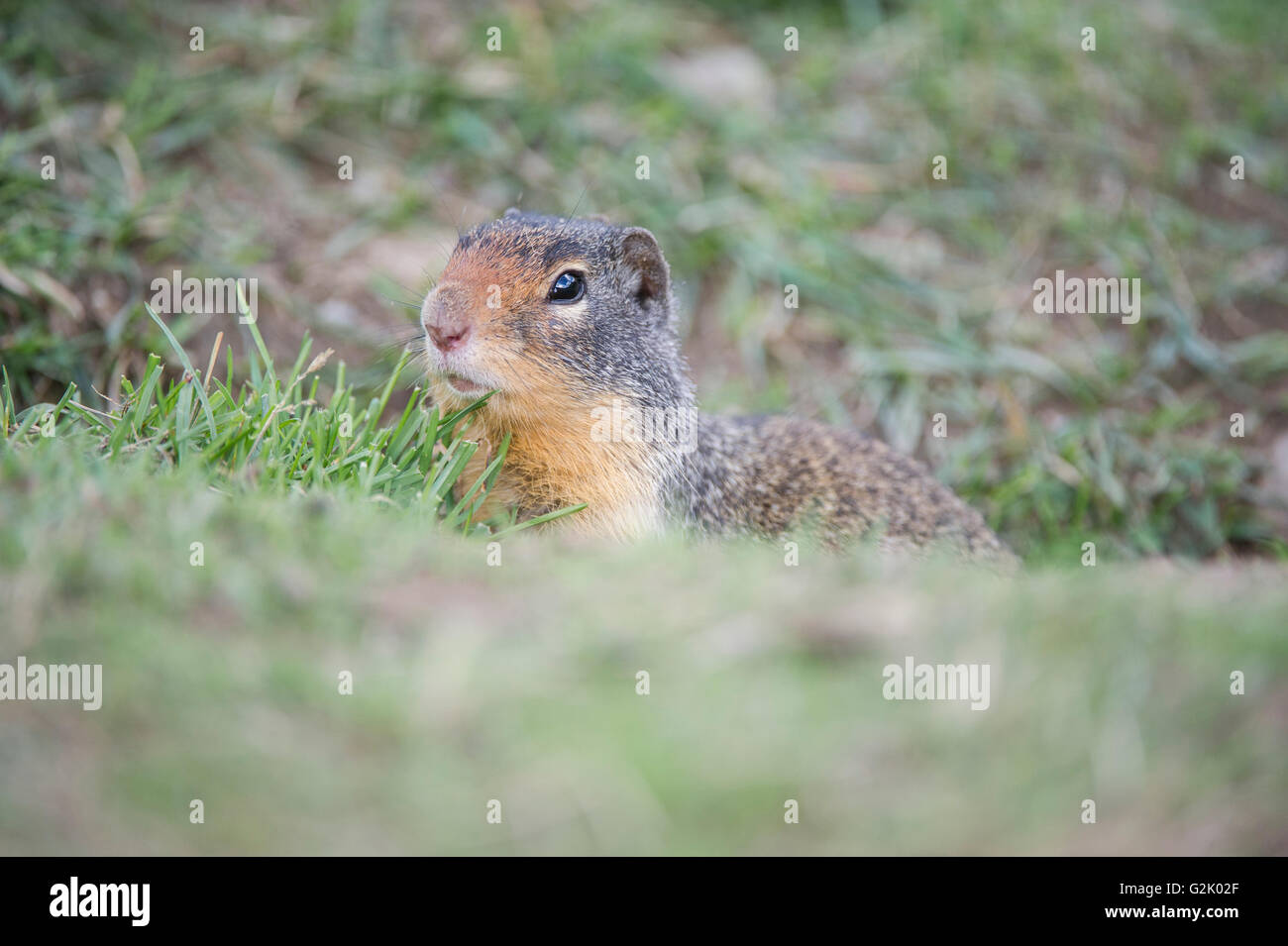 Urocitellus columbianus, columbian ground squirrel, Rocky Mountains ...