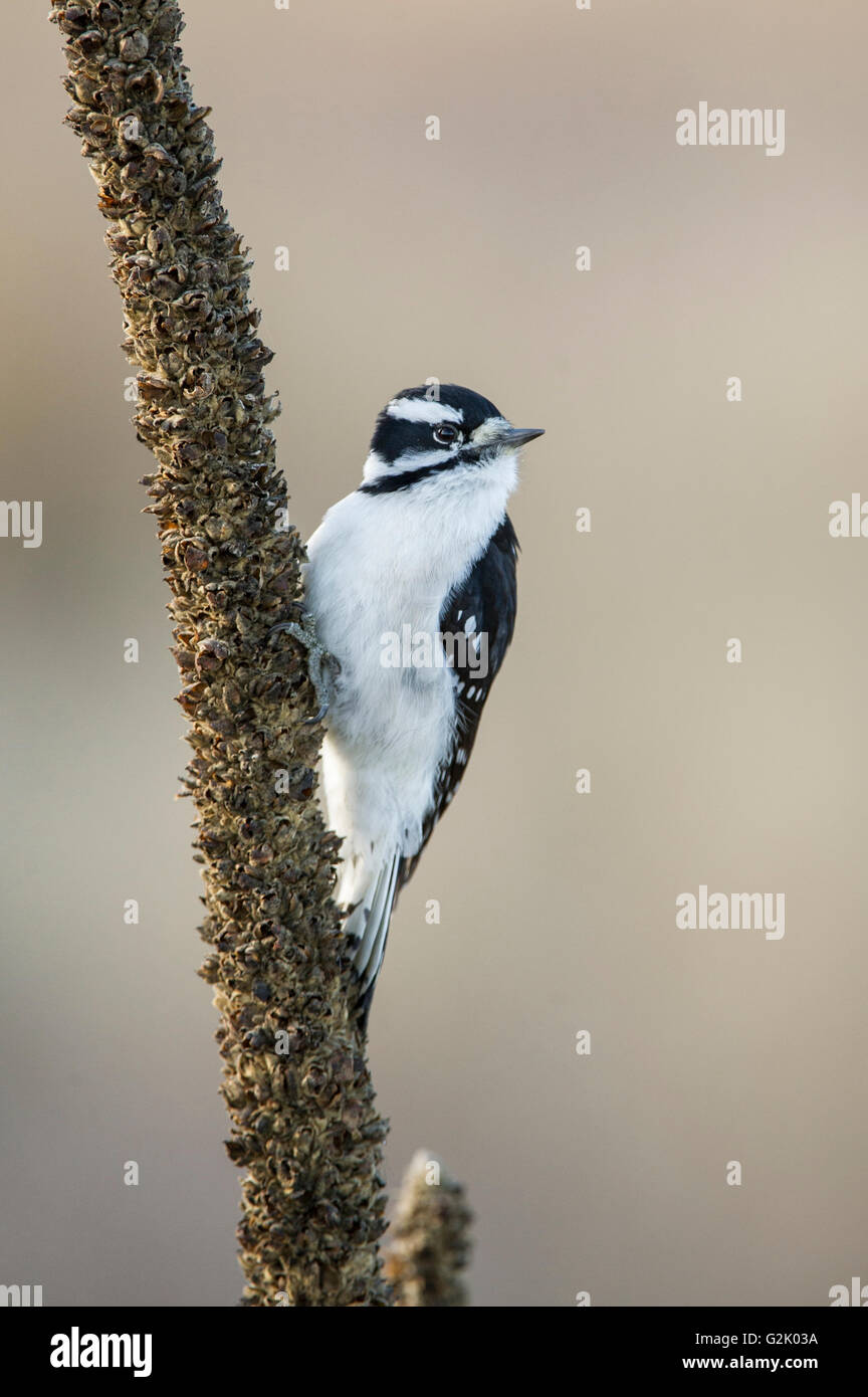 Dryobates pubescens, downy woodpecker, Montana, United States Stock ...