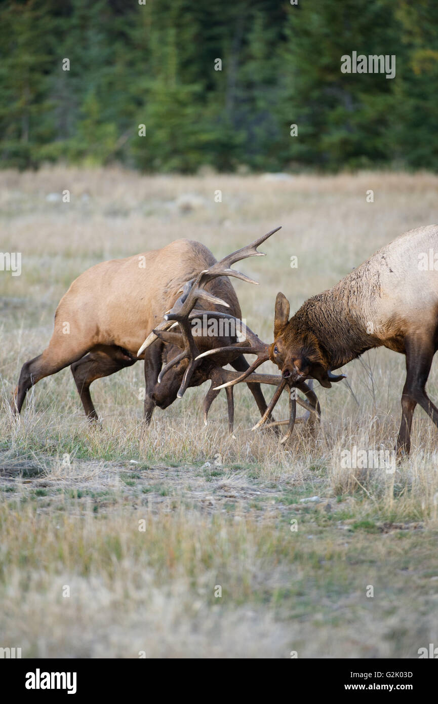 Cervus canadensis nelsoni, rocky mountain elk, rut, Alberta, Canada ...
