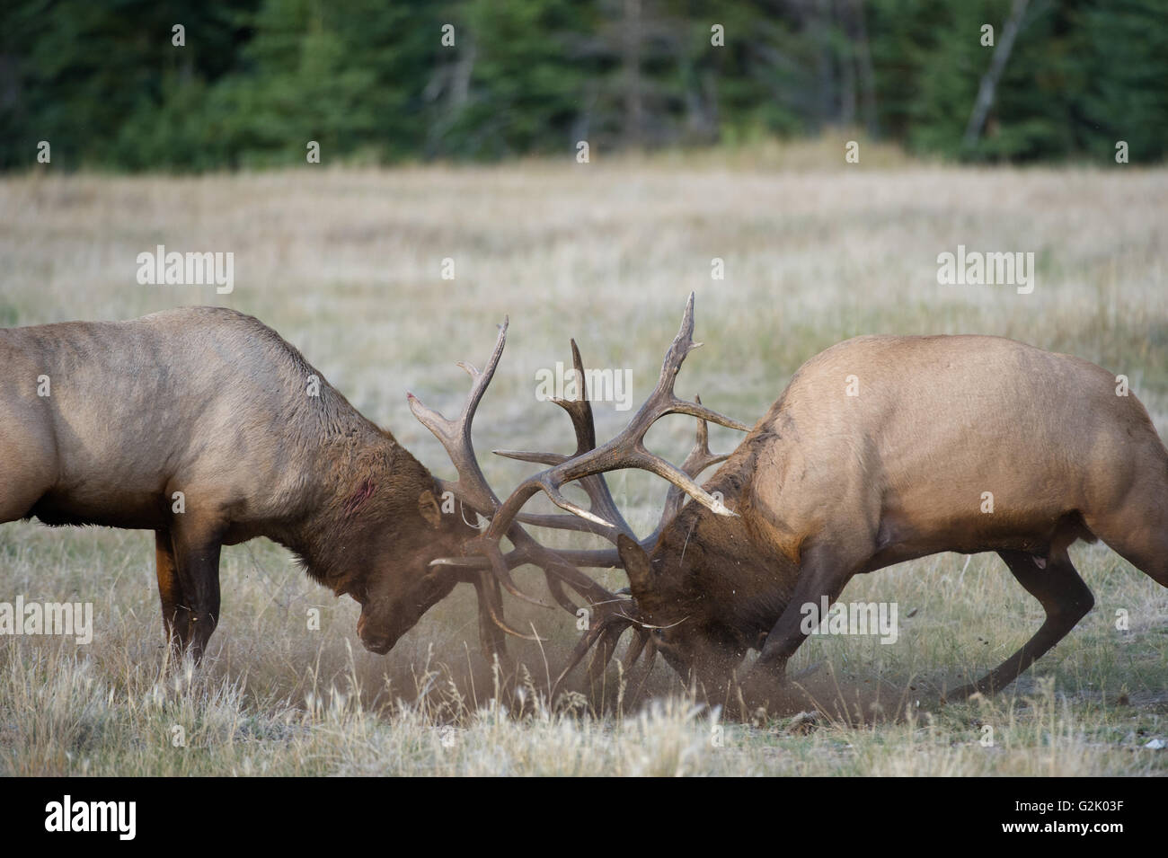 Fighting bull elk hi-res stock photography and images - Alamy