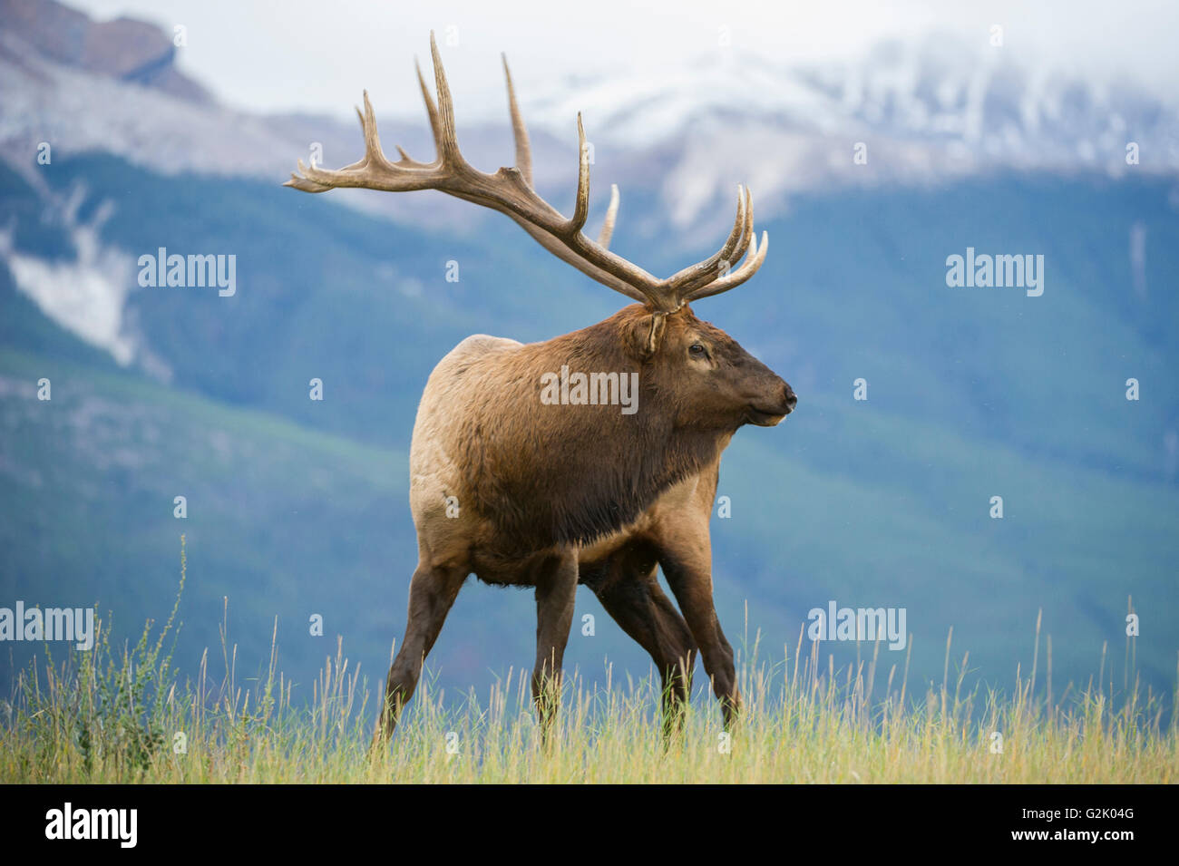 Cervus canadensis nelsoni, rocky mountain elk, rut, Alberta, Canada ...