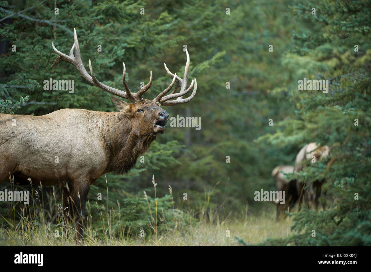 Huge Bull Elk Bugling