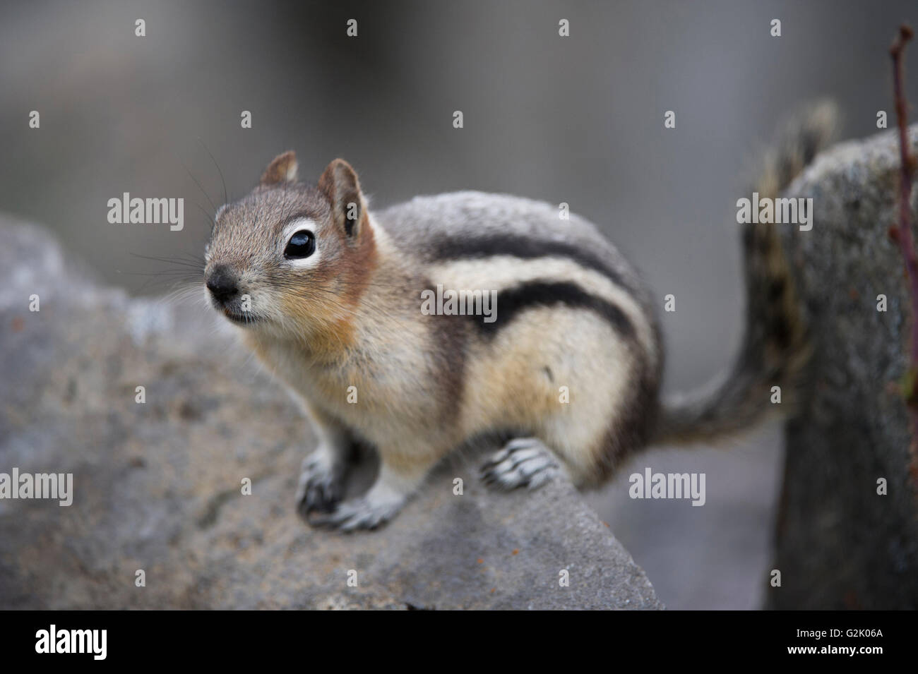 The mantled one hi-res stock photography and images - Alamy
