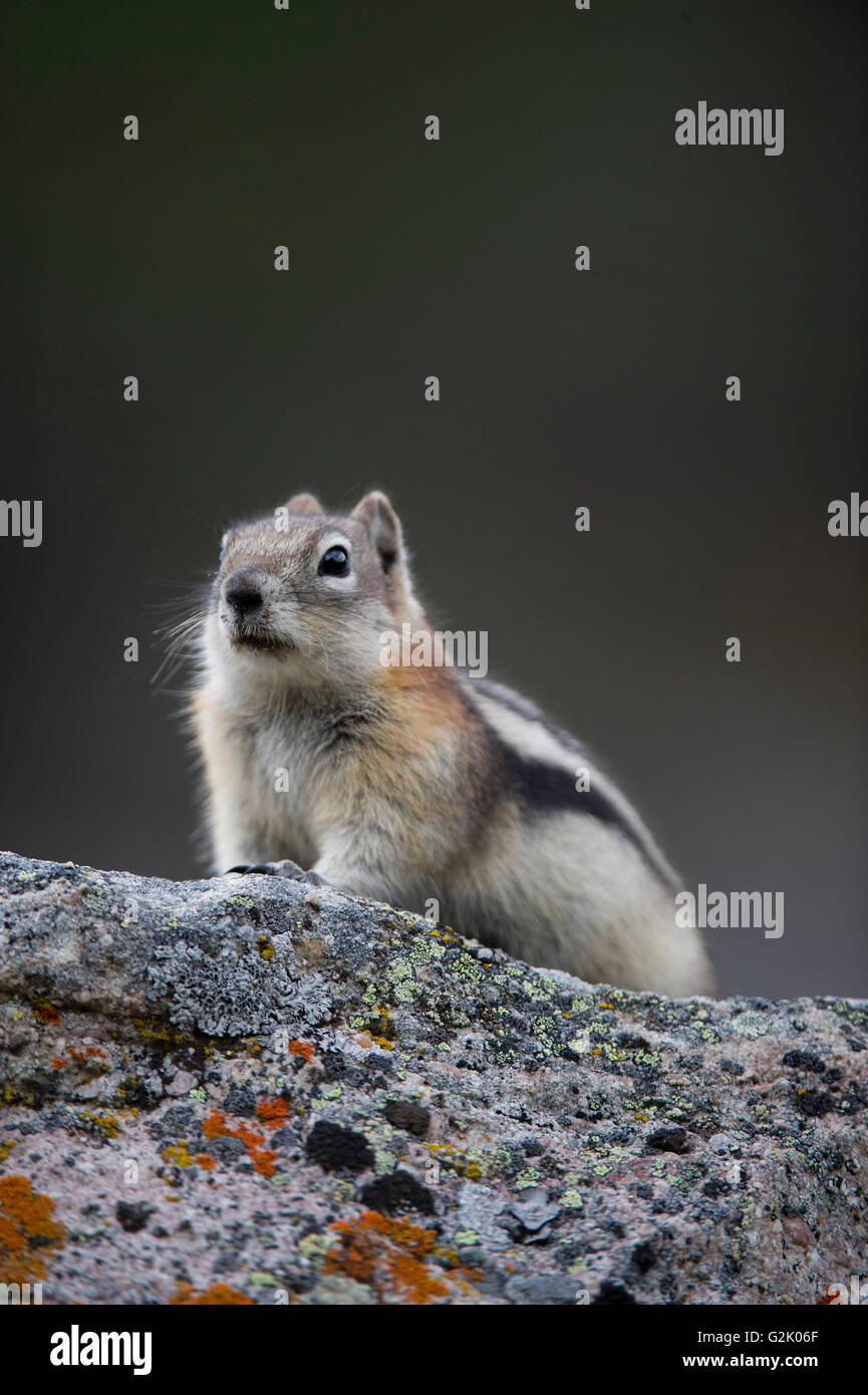 The mantled one hi-res stock photography and images - Alamy