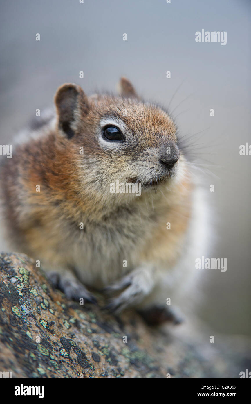 The mantled one hi-res stock photography and images - Alamy