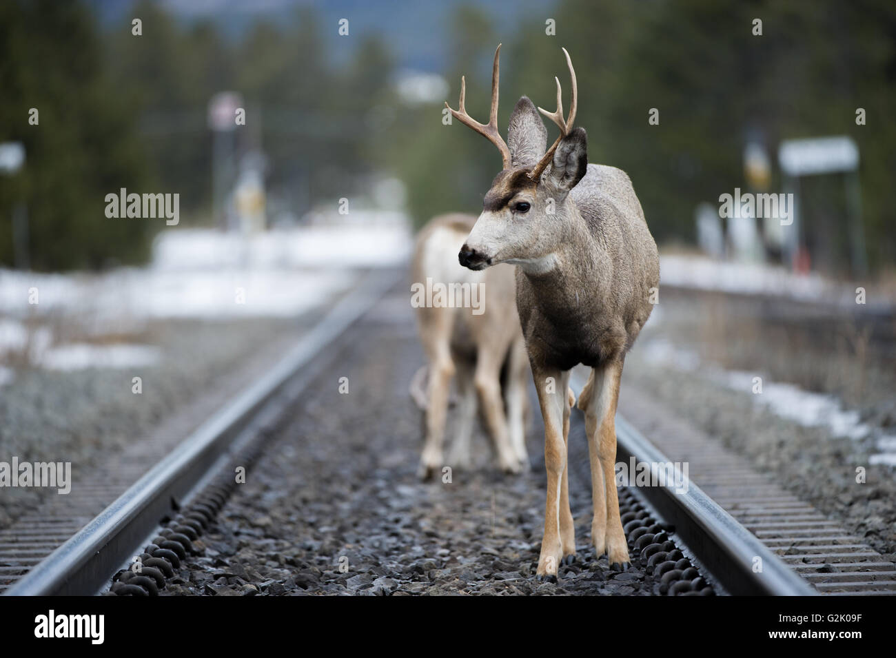 Odocoileus hemionus, mule deer, buck, male, Alberta, Canada, rocky ...