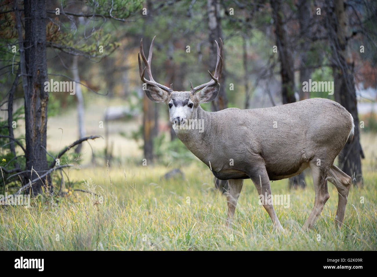 Odocoileus hemionus, mule deer, buck, male, Alberta, Canada, rocky ...